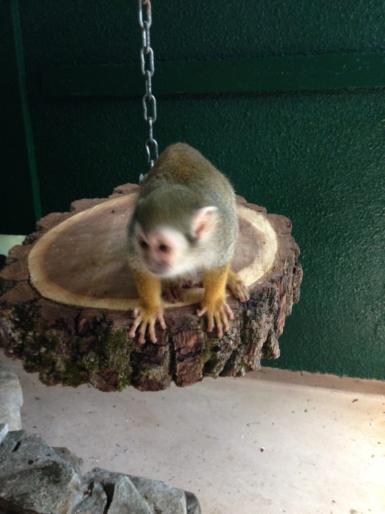 Hanging Log Platform