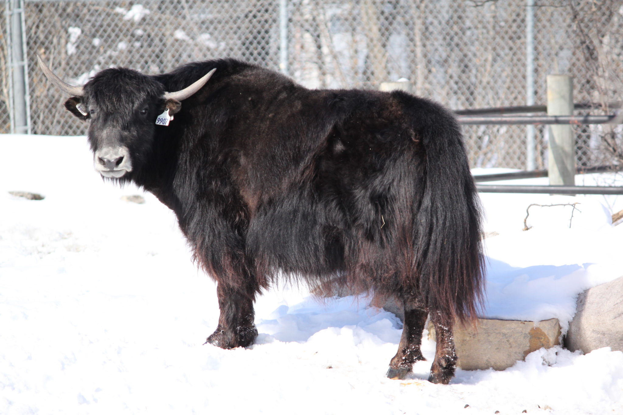 Injection Training 101: How to Poke a Yak with a Stick