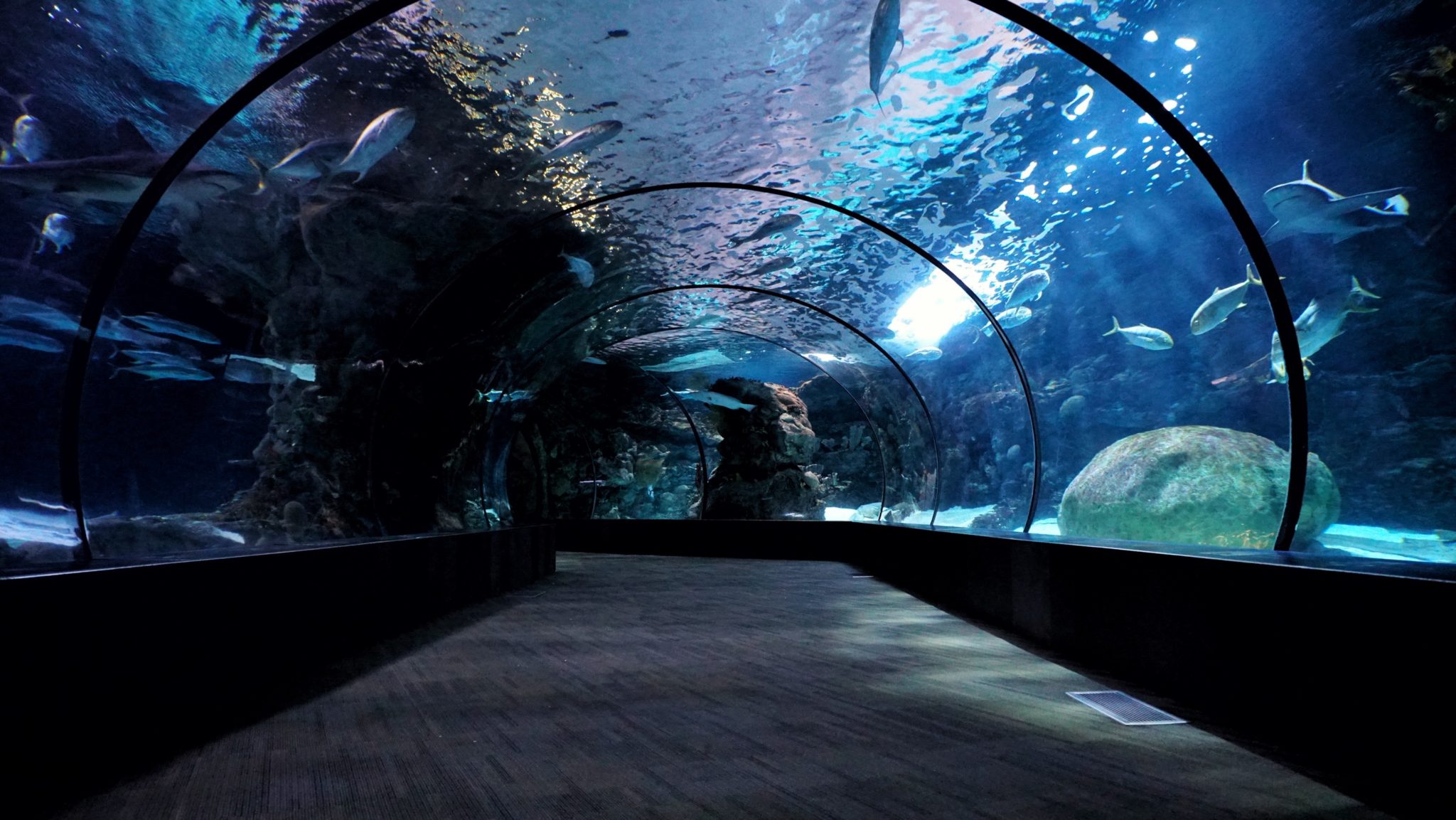The Benefits of Zoos and Aquariums