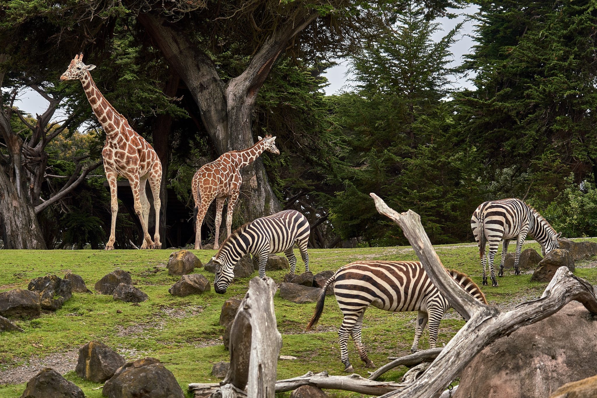 The Benefits of Zoos and Aquariums