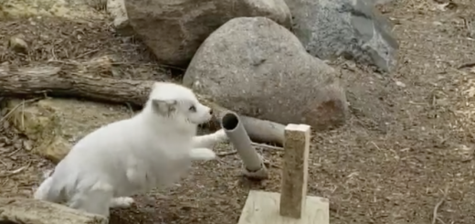 Goat Teeter-totter and Balance Beam - Wild Enrichment