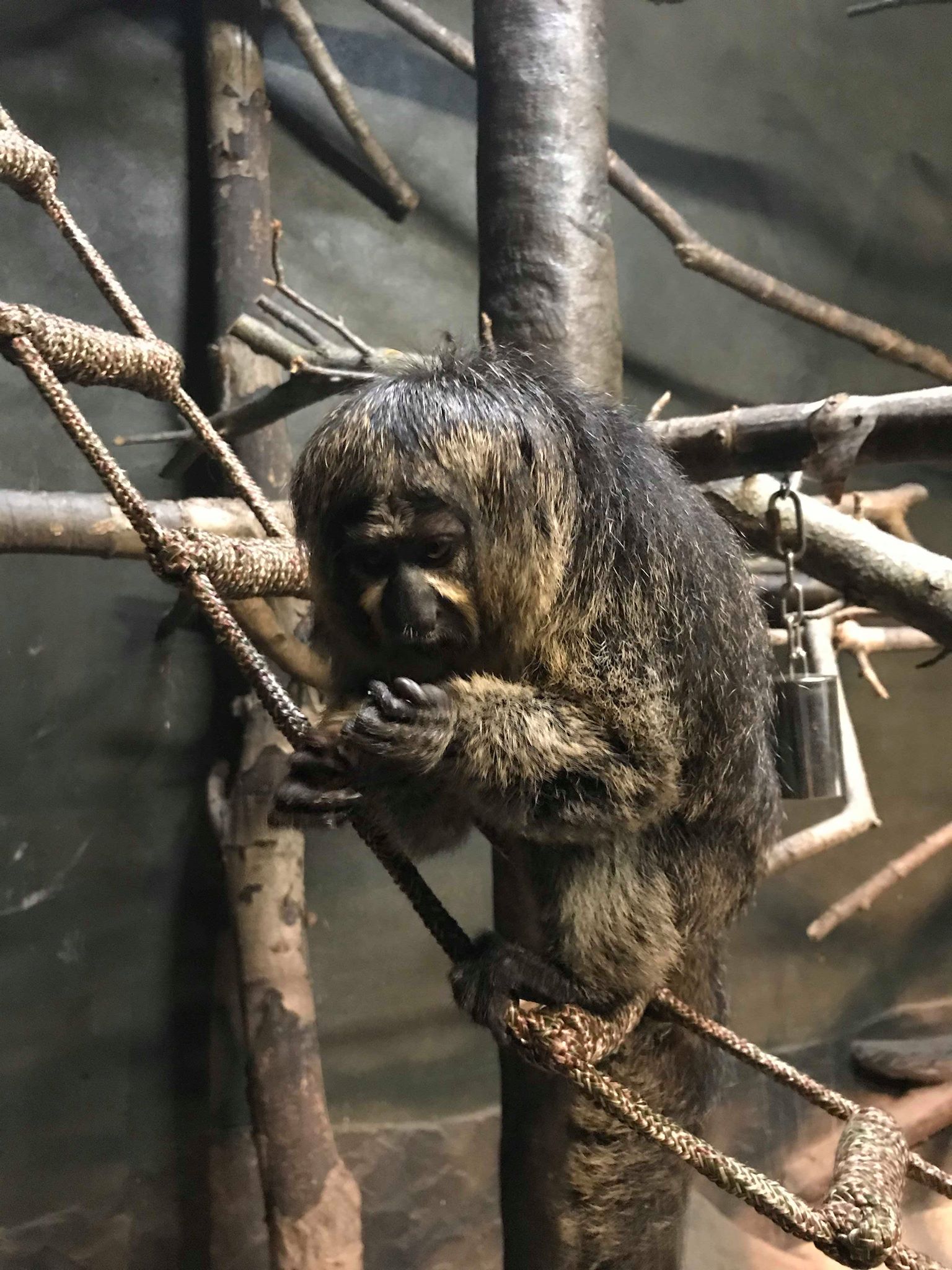 How to build an Enrichment Rope Ladder