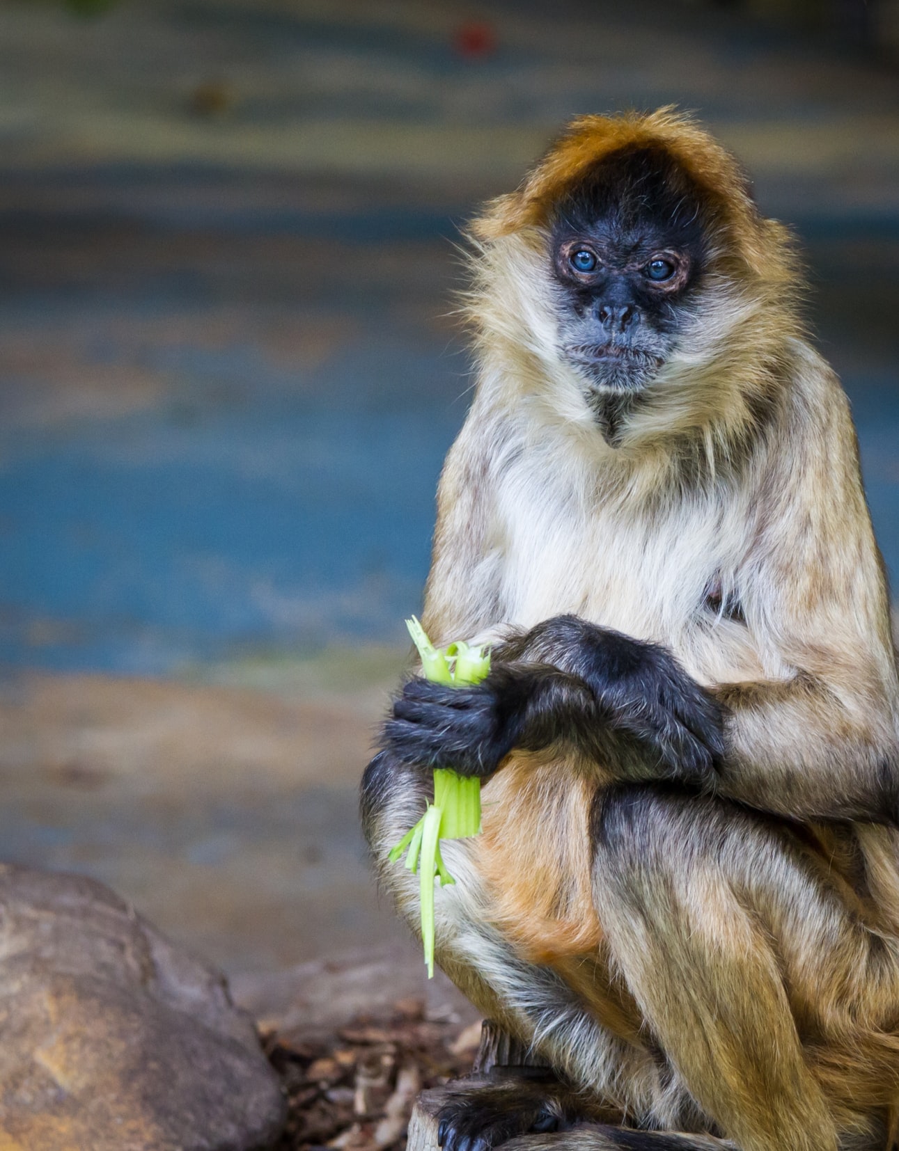 Foraging time in Zoos and Aquariums