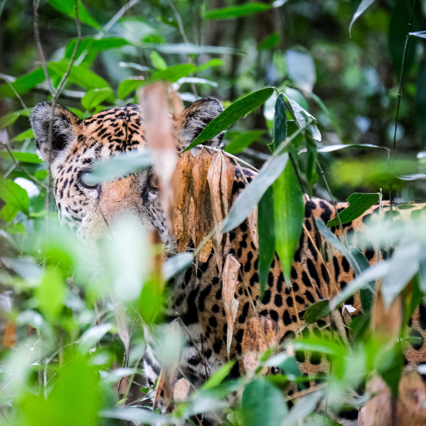 Felid enrichment overview