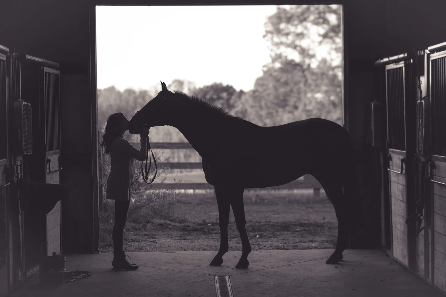 A Guide to Domestic Horse Enrichment