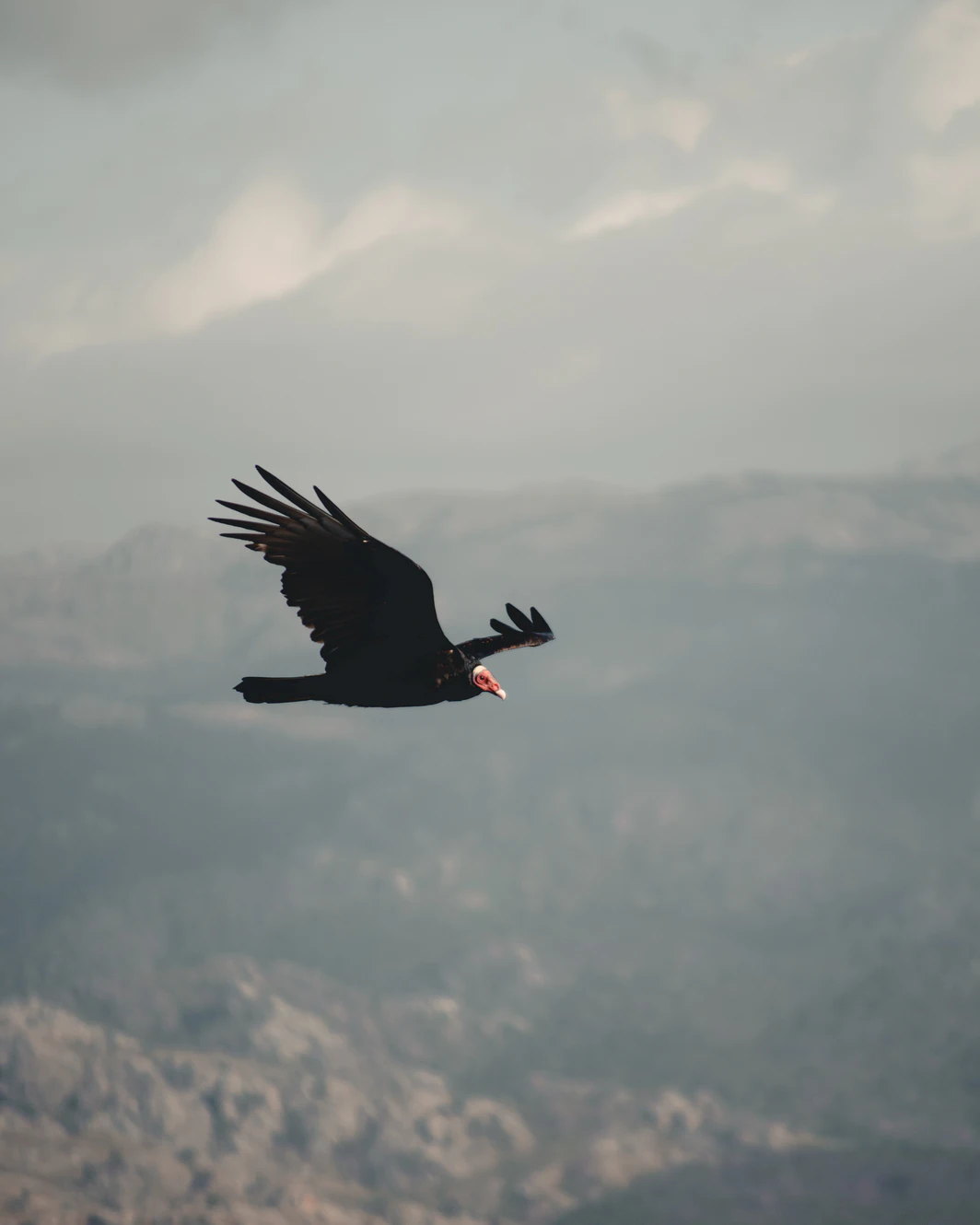 Learn to Soar- Dealing with Burnout in the Animal Care Industry